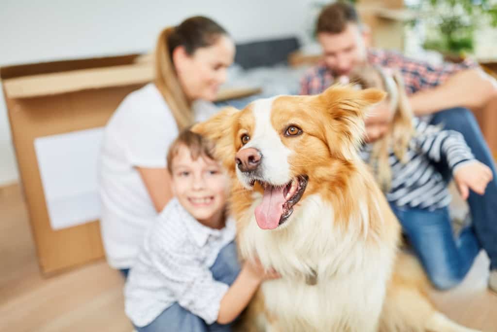 Are Pets Covered Under Home Insurance? | Zolo